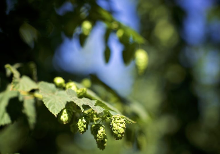 The Story Behind the Riesling Radler - Union Wine Co.