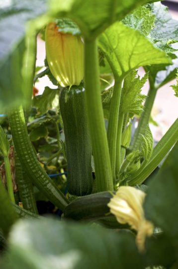Garden Bounty Pt. 3 What Do I Do with All This Zucchini? - Union Wine Co.