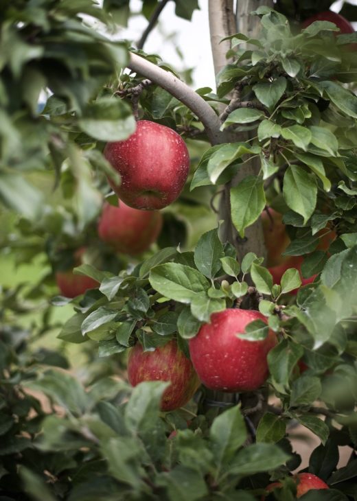 The Hood River Fruit Loop Apple Picking in the Gorge - Union Wine Co.