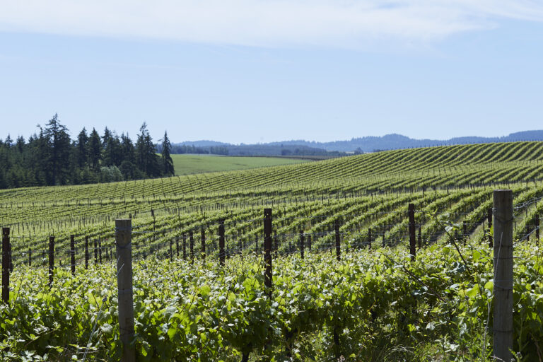 Field Notes - Union Wine Co.
