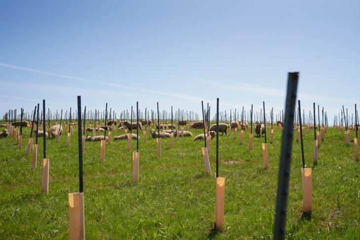 Field Notes - Union Wine Co.