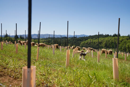 Field Notes - Union Wine Co.