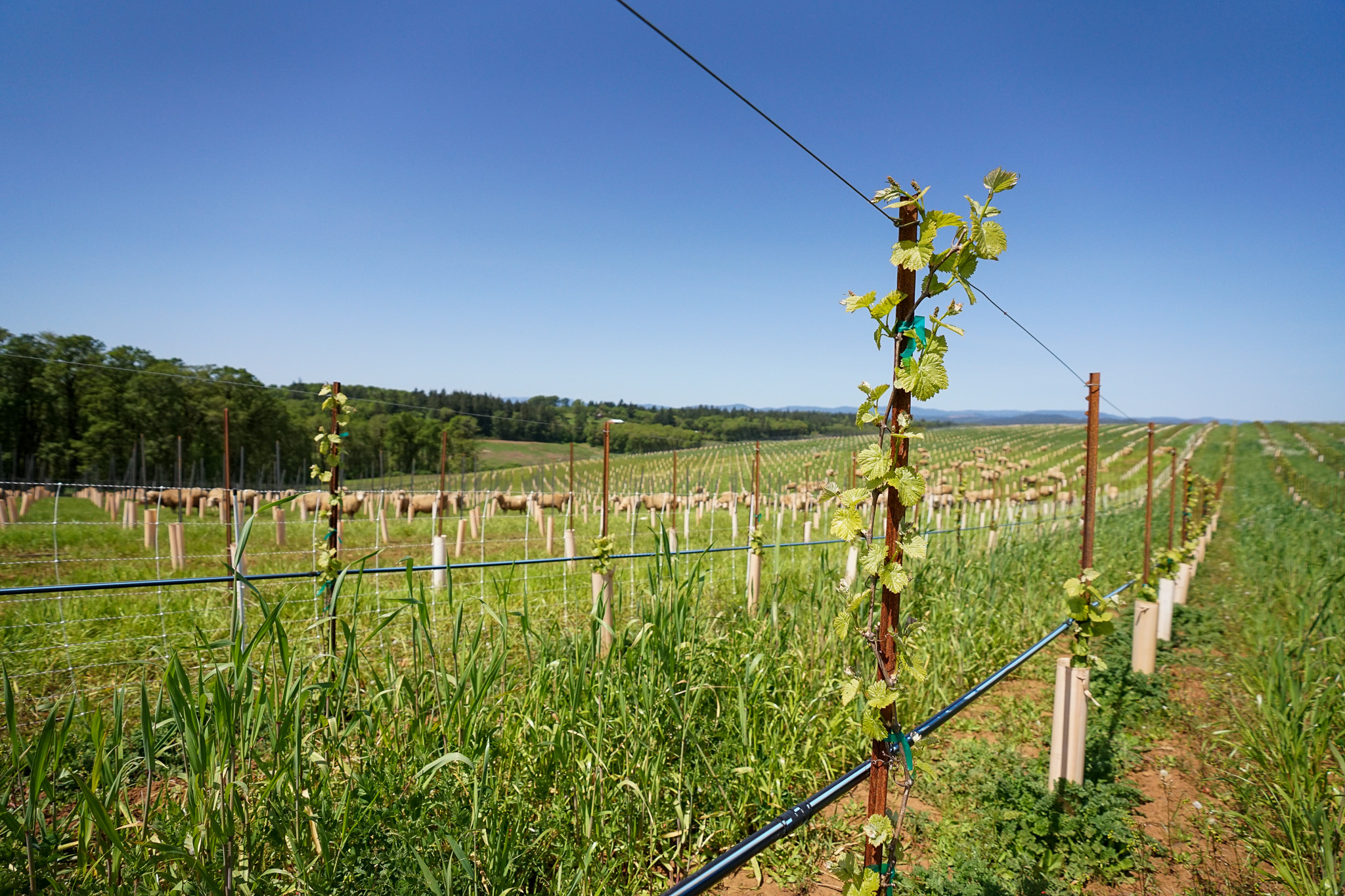 Field Notes - Union Wine Co.